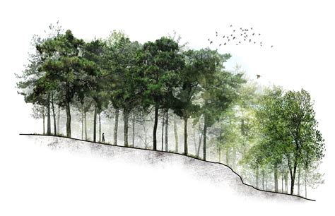 Importance Of Trees In Architecture At Troy Musselman Blog