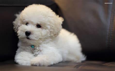 Bichon Frise Wallpapers Top Free Bichon Frise Backgrounds