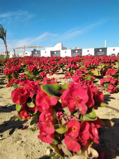 mohamed saeed on linkedin emaar adress hotel landscape maintenance