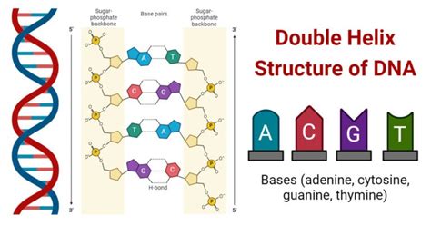 Double Helix Structure Of Dna With Diagram