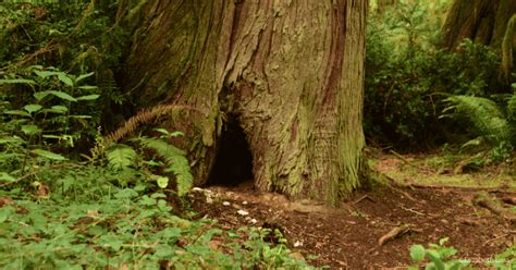 Fieldwork Involving Trees And Woodland Ks1 Geographical Association