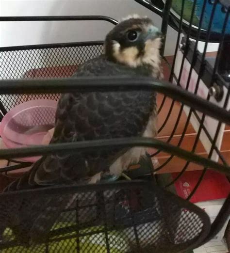 太原小學生路邊撿到一隻鳥，竟是國家二級保護動物燕隼！ 每日頭條