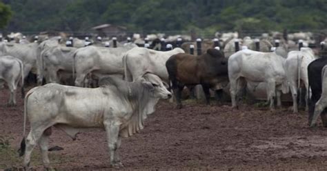 Assam Bsf Foils Smuggling Bid Across India Bangladesh Border Cattle