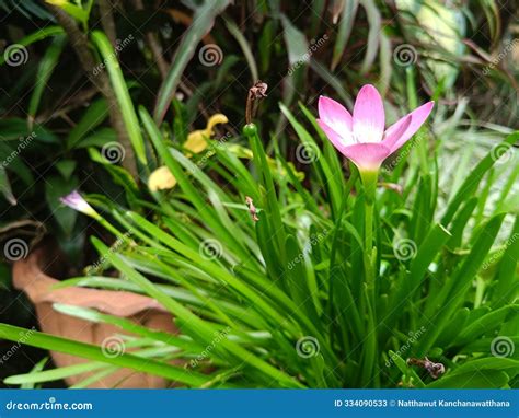 Fairy Lily Rain Lily Zephyr Flower Stock Image Image Of Tree