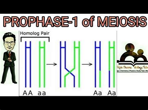 Meiosis Prophase 1 Coirníní