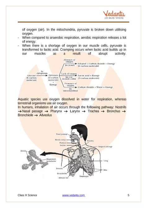 Life Processes Class Notes Science Chapter Artofit