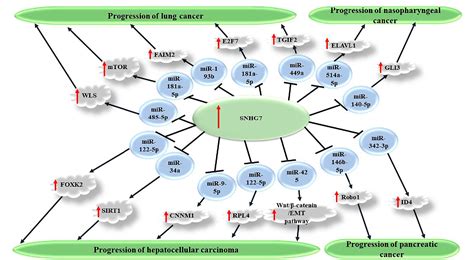 Figure 1 From Oncogenic Roles Of Small Nucleolar Rna Host Gene 7 Snhg7
