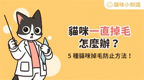 貓咪掉毛怎麼辦貓咪一直掉毛正常嗎貓掉毛原因5 種預防方法 汪喵星球