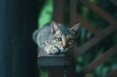 Kostenlose Bild Katze Katze Tier Kätzchen Haustier Pelz