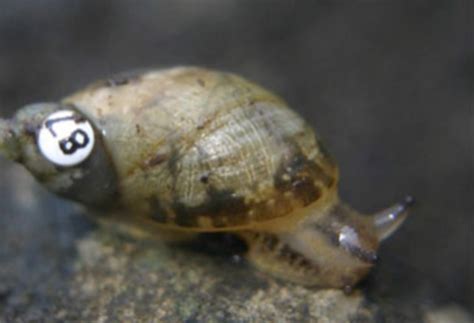 Introduction To Capture Mark Recapture — Center For Wildlife Studies