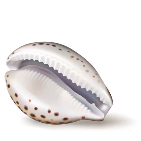 Royalty Free Cowrie Shell Clip Art Vector Images And Illustrations Istock