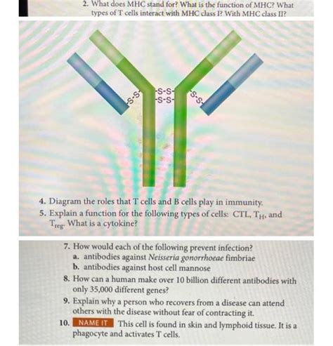 Solved What Does MHC Stand For What Is The Function Of Chegg