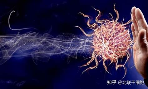 一文读懂肿瘤免疫治疗、靶向治疗的区别 知乎