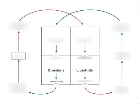 Aging And Physical Activity Diagram Quizlet