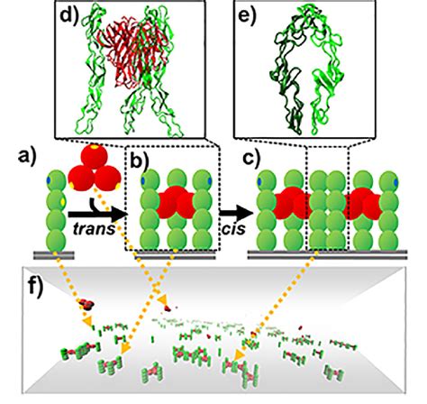 A Coarse Grained Model Was Constructed To Simulate The Spatial Temporal