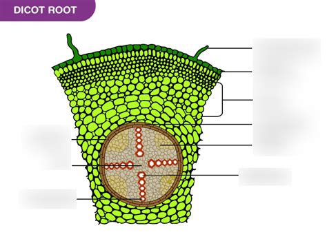 Diagramme De Cross Section Of A Dicotyledon Root Quizlet