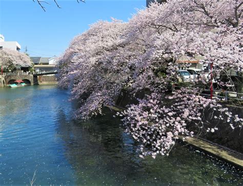 大垣市水門川の桜2完 げんじいのブログ