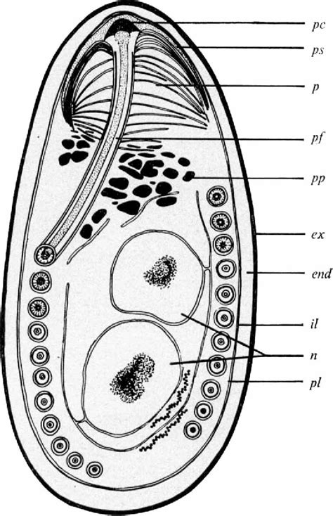 Figure 7 From The Ulrastructure Of The Spore Of Nosema Algerae Protozoa Microsporida In