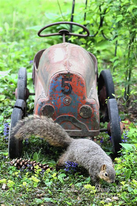 The Squirrel Playground Photograph By Laura Birr Brown Fine Art America