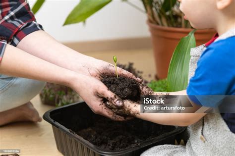 어머니 가르치 아들 식물 둘 다 토양과 새싹으로 가득 손을 잡고 가정 취미와 원예 개념 2 3 살에 대한 스톡 사진 및 기타