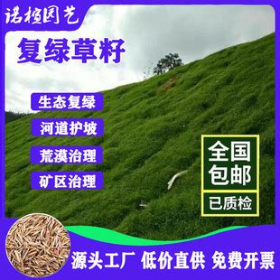 生态修复沙蒿扁穗冰草披碱草沙打旺草木犀紫花苜蓿柠条种子牧草 阿里巴巴