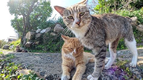 猫集会から帰ろうとしたら、大勢の猫達が「帰らないで！」と追いかけてきた Youtube