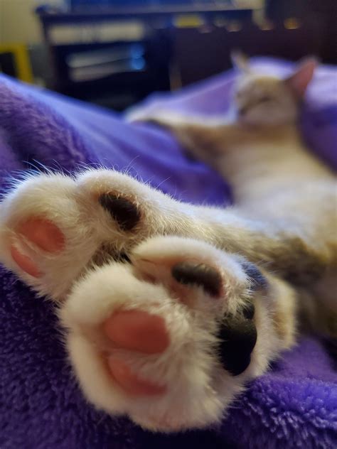 Fionn S Lazy Beans R Jellybeantoes