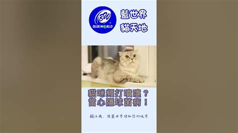 🐈隱球菌病🐈 「疾病篇」 Youtube