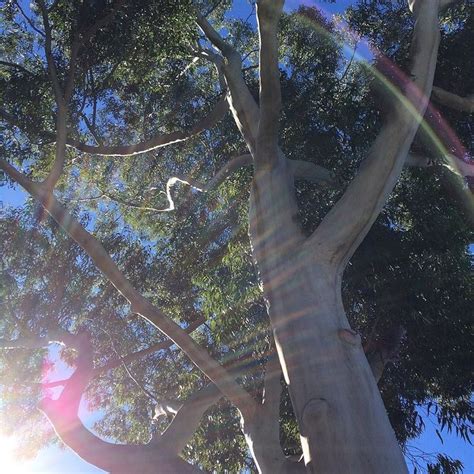 Sunlight Through Eucalyptus Tree