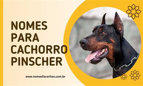 Os 200 Melhores NOMES Para Cachorro PINSCHER Descubra O Mundo Das