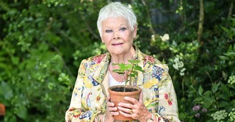 Judi Dench Buhave