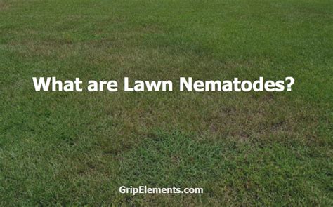 What Are Lawn Nematodes And How To Get Rid Of It