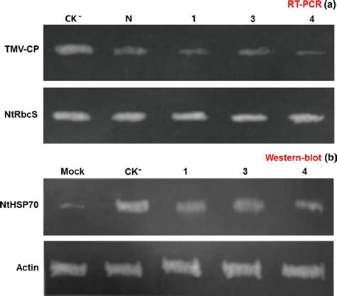 Rt Pcr Analyses Of The Accumulation Of Tmv Cp A And Western Blot