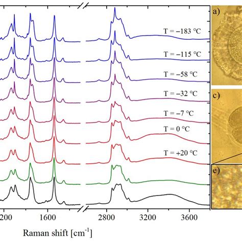 On The Left Side Representative Raw Raman Spectra From Lds Spectra Are Download Scientific