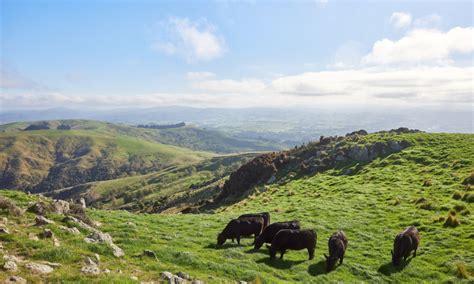 Silver Fern Farms Net Carbon Zero Program A Pioneer In Sustainable