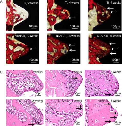 Histology And Morphology Of Implant Regions In Rats A Ground