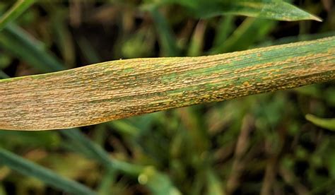 Winter Wheat Disease Update Leaf Diseases And Fhb On The Increase