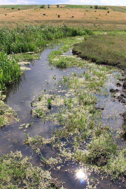 Premium Photo A Stream Of Water With Plants And Grass