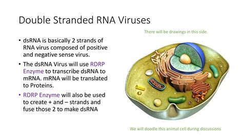 Viral Replication And Its Stages Ppt