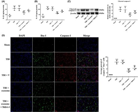 Suppression Of Mitophagy Reversed The Inhibitory Effects Of Exosome On