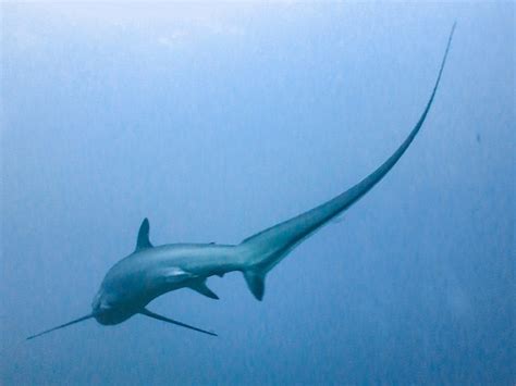 Thresher Shark Tail Slap Pansci 泛科學