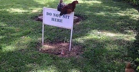 Fuck You Im A Chicken Album On Imgur