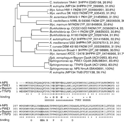 Phylogenetic Tree Among Flavoprotein Monooxygenases Including The