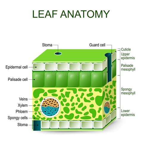 Anatomie De Feuille Diagramme De Vecteur Illustration De Vecteur