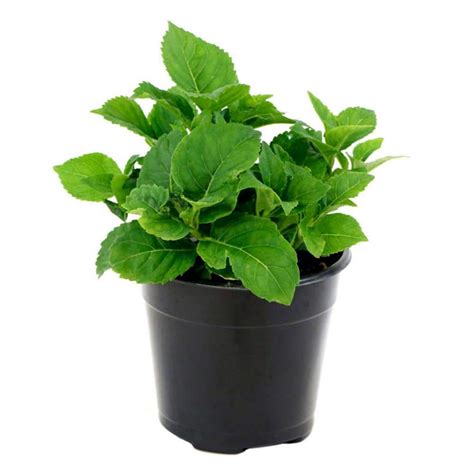 Endless Summer 3 Gal Summer Crush Reblooming Hydrangea Flowering