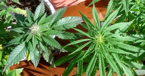 Diferencias Entre Sativa Indica E Híbrida Weedseedshop