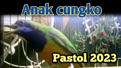 Cucak Cungkok Tembakan Kasar YouTube