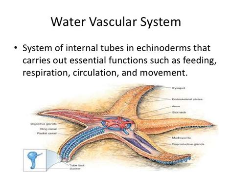 Water Vascular System Of Echinoderms