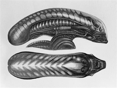 Xenomorph Study Angelabermudez