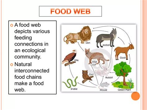 Ecosystem Structure And Function Pptx